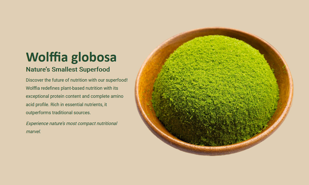 Wolffia Globosa – The Superfood from Thailand | Health Benefits ...
